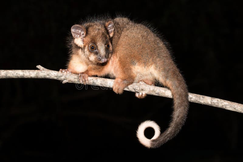 Common Ringtail Possum stock image. Image of pseudocheirus - 189986973 Common Ringtail Possum stock image. Image of pseudocheirus - 189986973