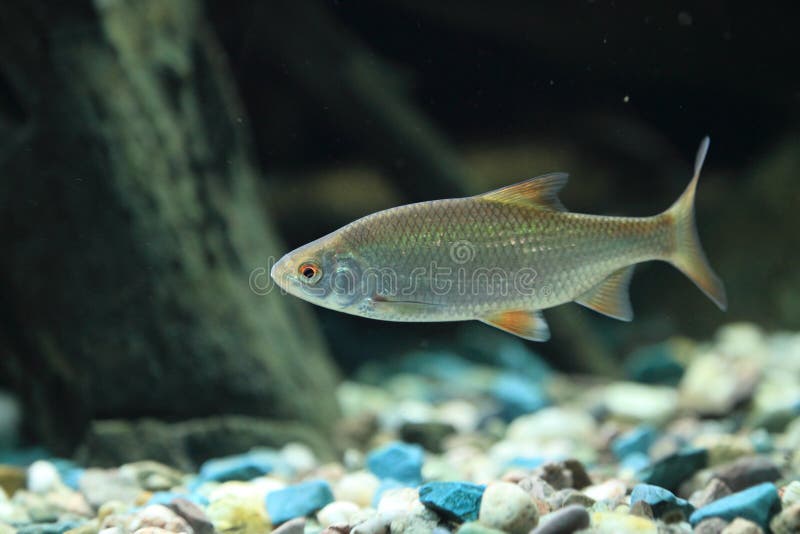 Common Roach Fish Fry Swimming among Water Plants Stock Image - Image ...