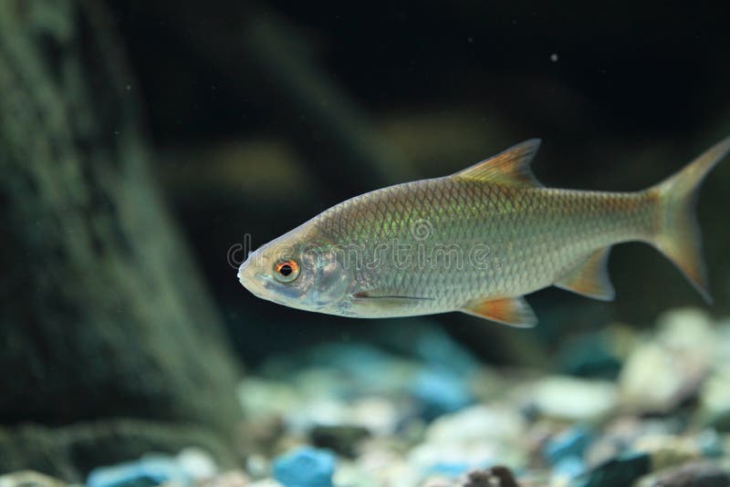 Common roach in aquarium stock image. Image of seaweed - 29060649