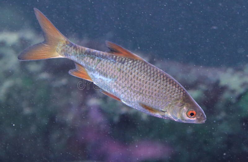 Common Roach Fish Fry Swimming among Water Plants Stock Image - Image ...