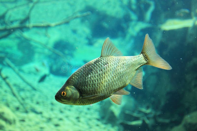 Common Roach Fish Fry Swimming among Water Plants Stock Image - Image ...