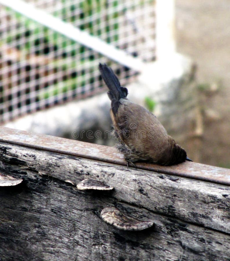 Common robin bird of india stock image. Image of race - 44872893