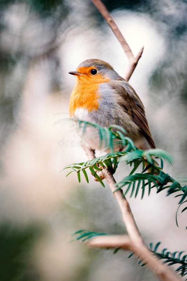 Common robin stock photo. Image of winter, tiny, forest - 261363984