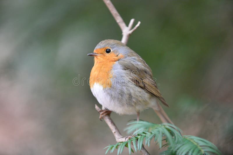 Common robin stock image. Image of garden, wild, small - 261364053