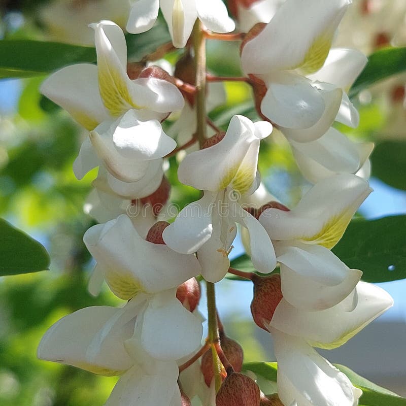 Common Robinia (Robinia Pseudoacacia) Stock Photo - Image of black ...