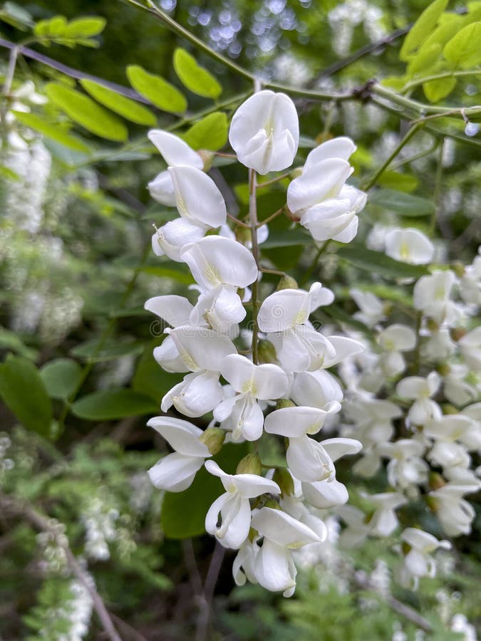 Common Robinia, Robinia Pseudoacacia with White Flowers on the Tree ...