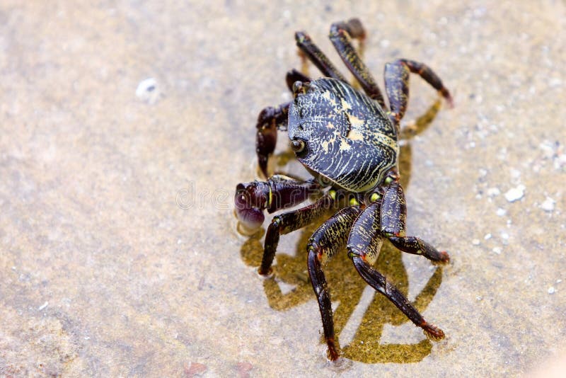 Common Rock Crab Standing in Rock Pool Stock Photo - Image of ...