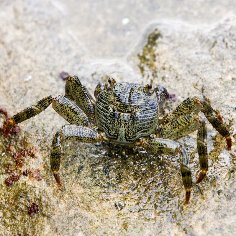 Common Rock Crab Standing in Rock Pool Stock Photo - Image of ...