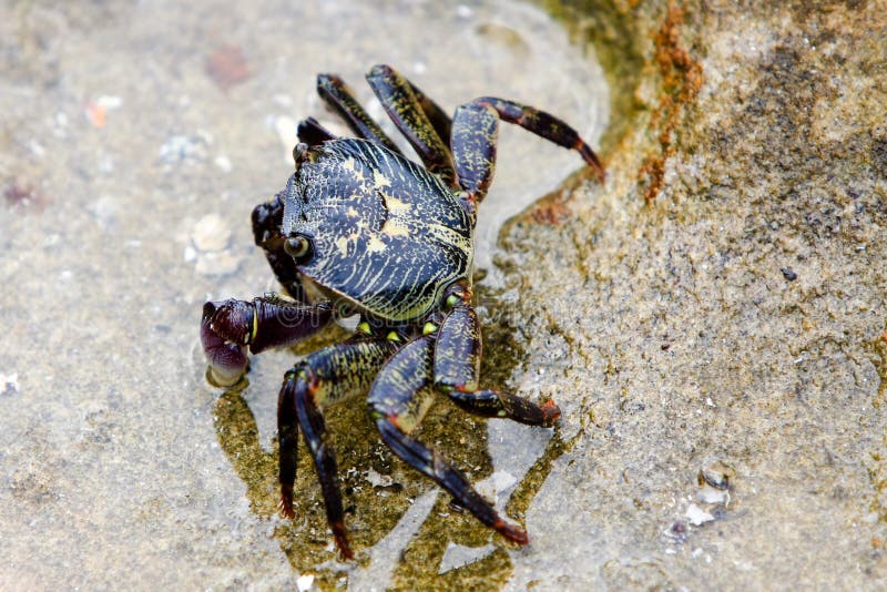Common Rock Crab Standing in Rock Pool Stock Image - Image of water ...