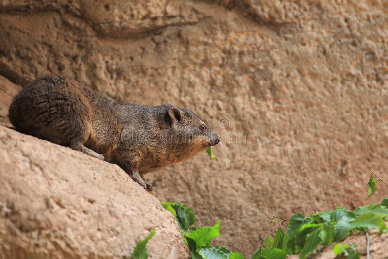 Common rock hyrax stock photo. Image of eating, procavia - 36479350