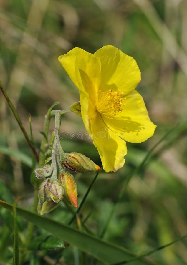 Common Rock-rose stock photo. Image of flora, england - 186899318