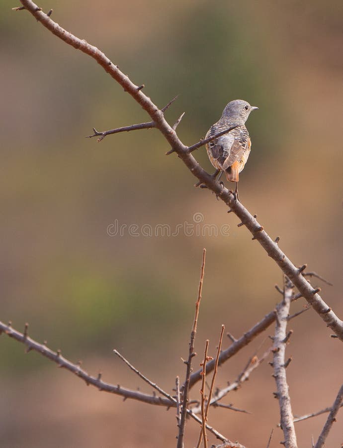The Common Rock Thrush stock image. Image of equatorial - 24040179