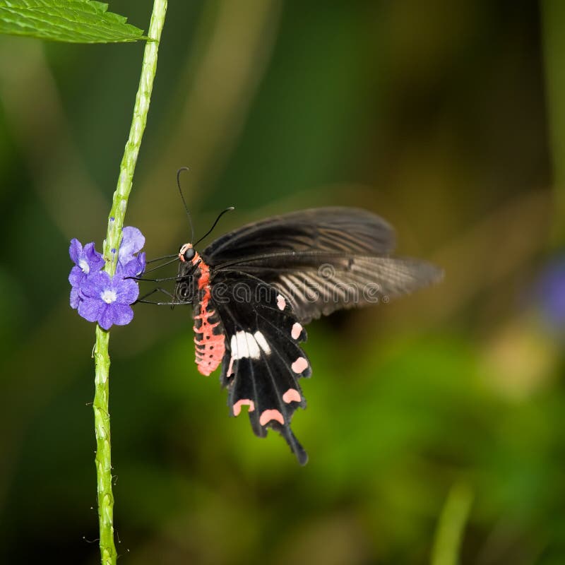 Common Rose Butterfly stock image. Image of fluttering - 4437567