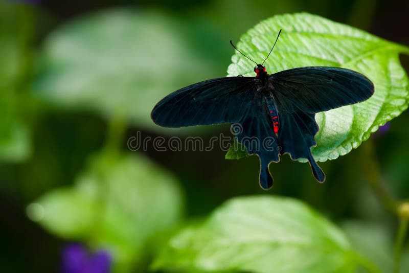 Common Rose Swallowtail Butterfly Stock Image - Image of leuconoe, rose ...