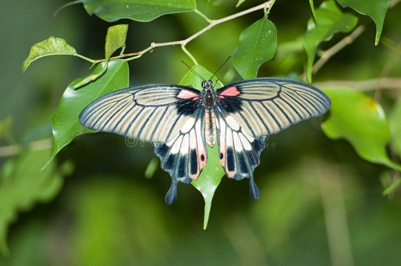 Common Rose Swallowtail Butterfly Stock Image - Image of leuconoe, rose ...