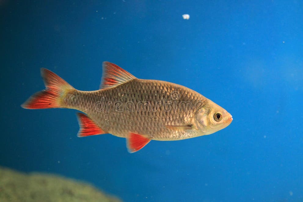 Common rudd stock image. Image of water, common, freshwater - 38141021