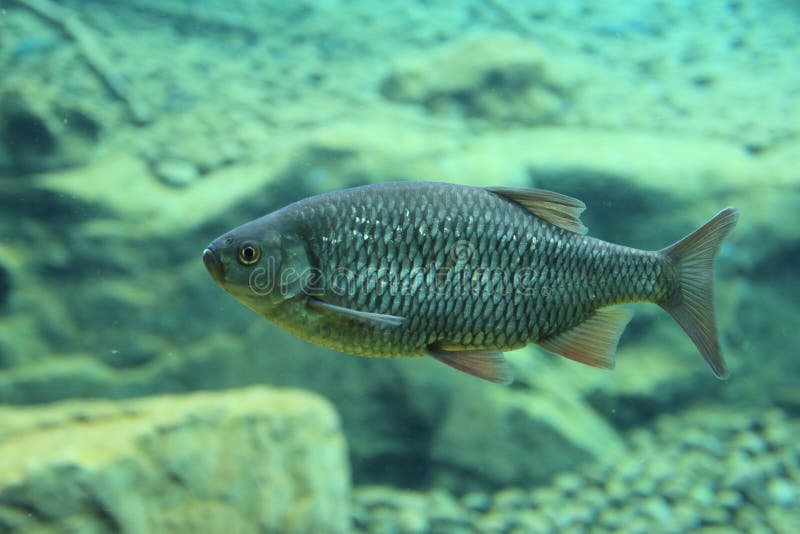 Common rudd stock image. Image of food, recreational - 16993511