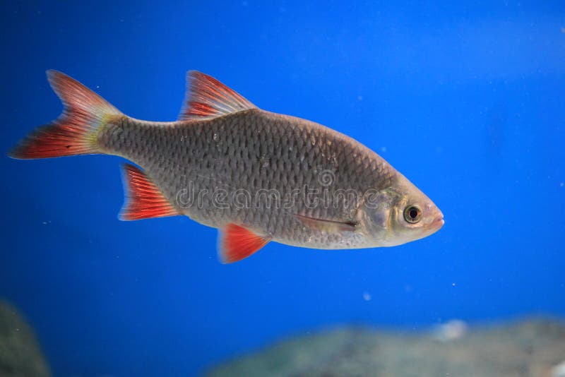 Common rudd stock image. Image of erythropthalmus, scardinius - 27703499