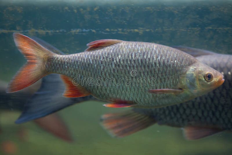 Common Rudd Scardinius Erythropthalmus Fish Stock Photos - Free ...