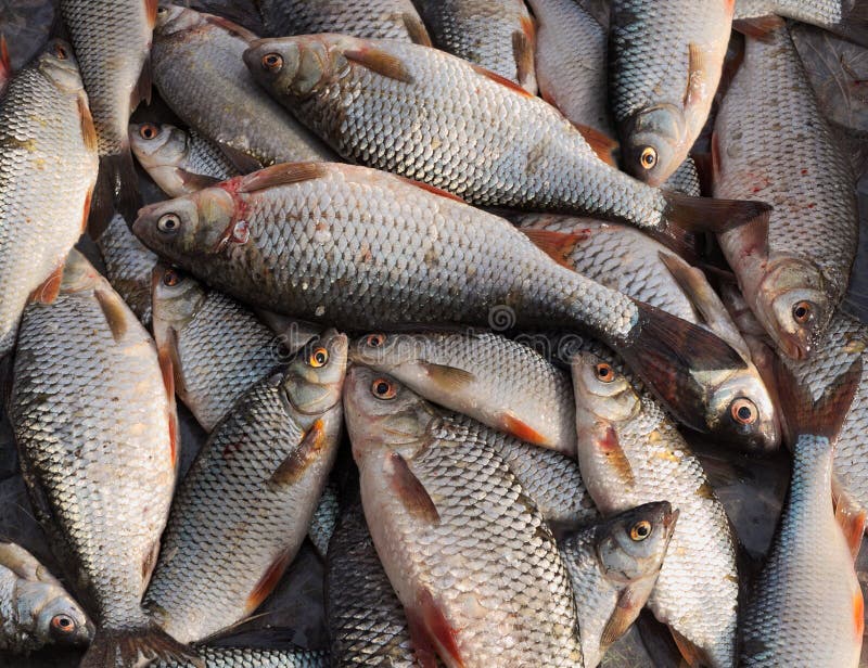 Common Rudds Stock Photos - Free & Royalty-Free Stock Photos from ...