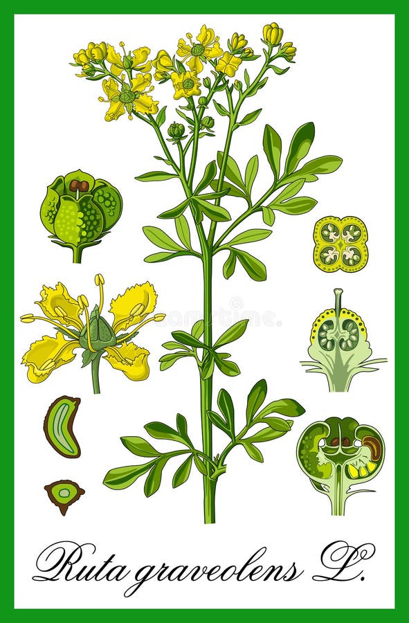 Rue Herb Drawing