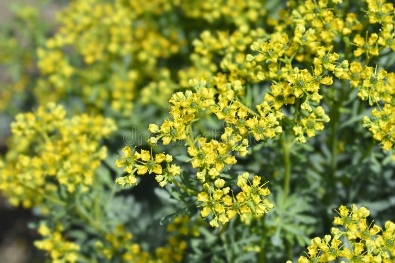 Common rue stock photo. Image of nature, plant, outdoors - 235955042