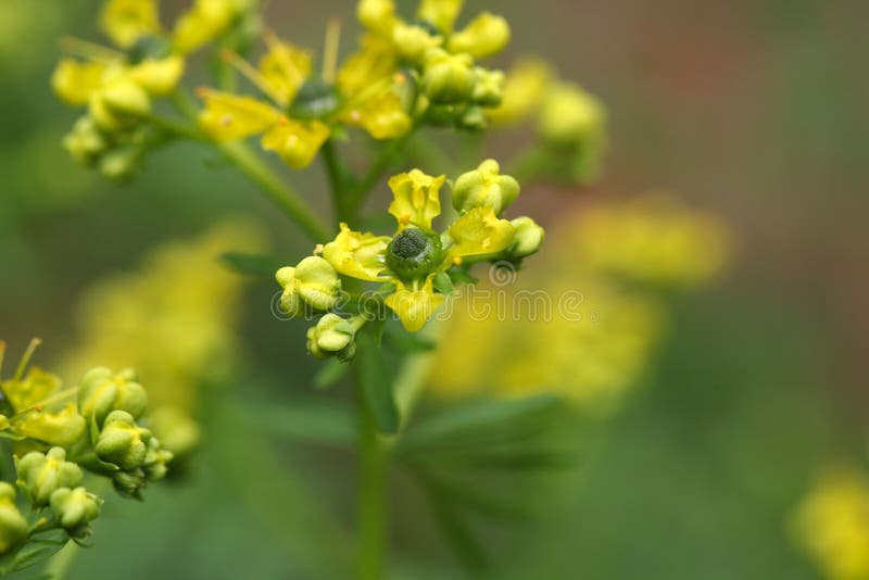 Common Rue Plant (Ruta Graveolens) Stock Image - Image of inflorescence ...