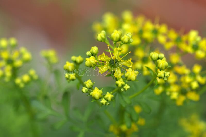 Common Rue Plant (Ruta Graveolens) Stock Photo - Image of close ...