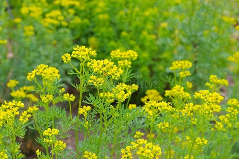 Common Rue, Ruta Graveolens Stock Image - Image of herbal, bitter: 84048921
