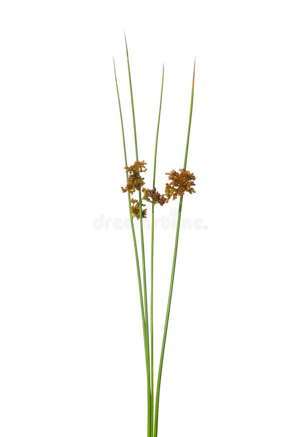 Common Rush (Juncus Effusus) Stock Image - Image of isolated, wild ...