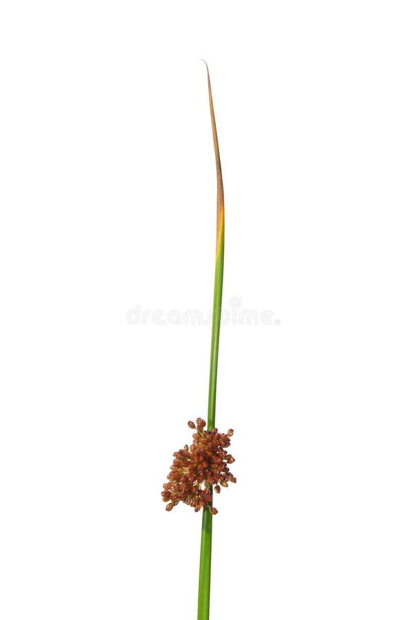 Common Rush (Juncus Effusus) Stock Photo - Image of common, juncaceae ...