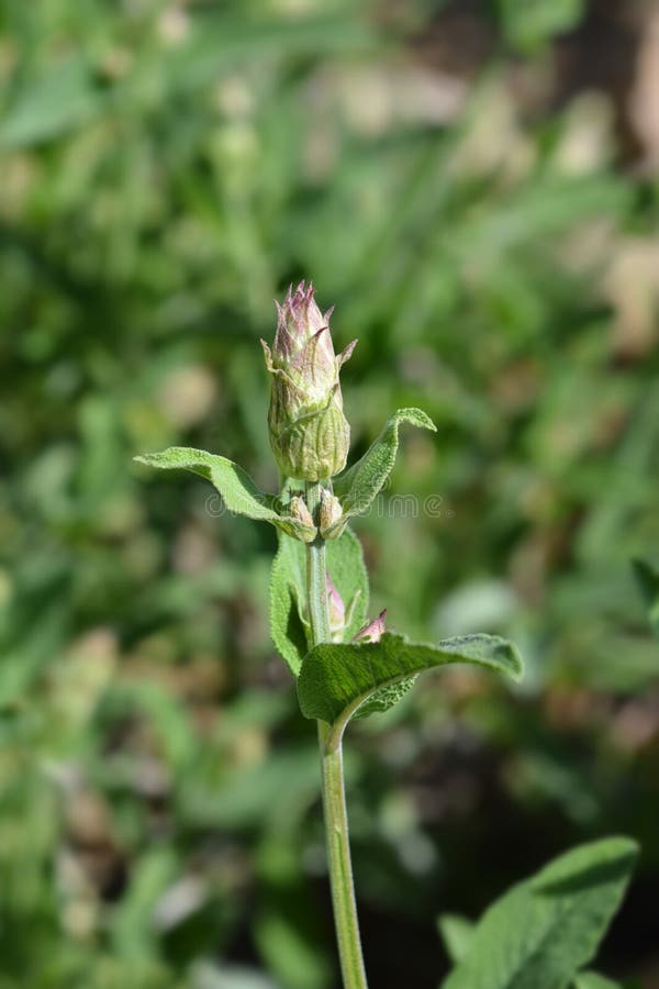 Common sage stock photo. Image of outdoors, garden, officinalis - 164212698