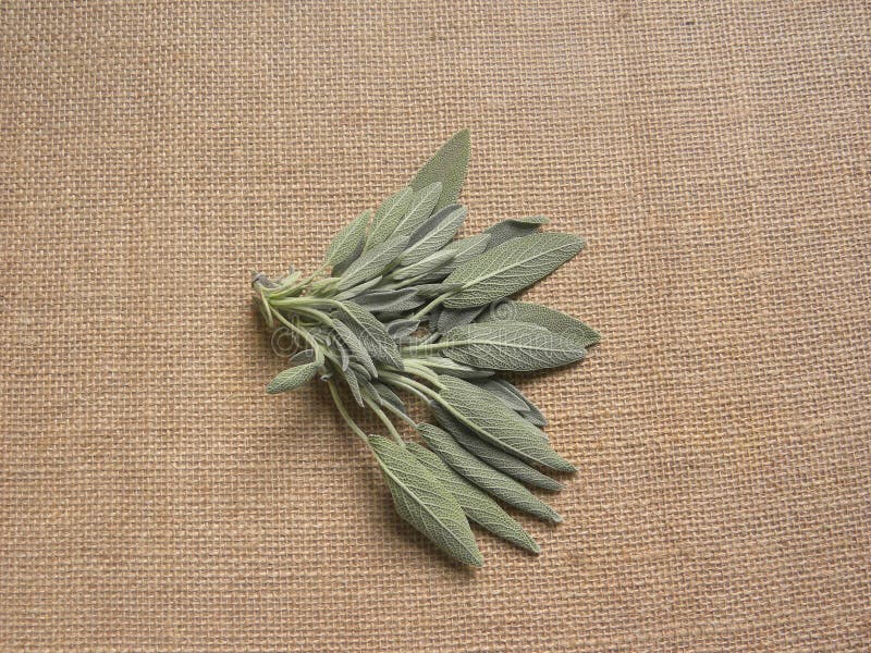 Common sage leaves stock image. Image of botany, ingredient - 174693223