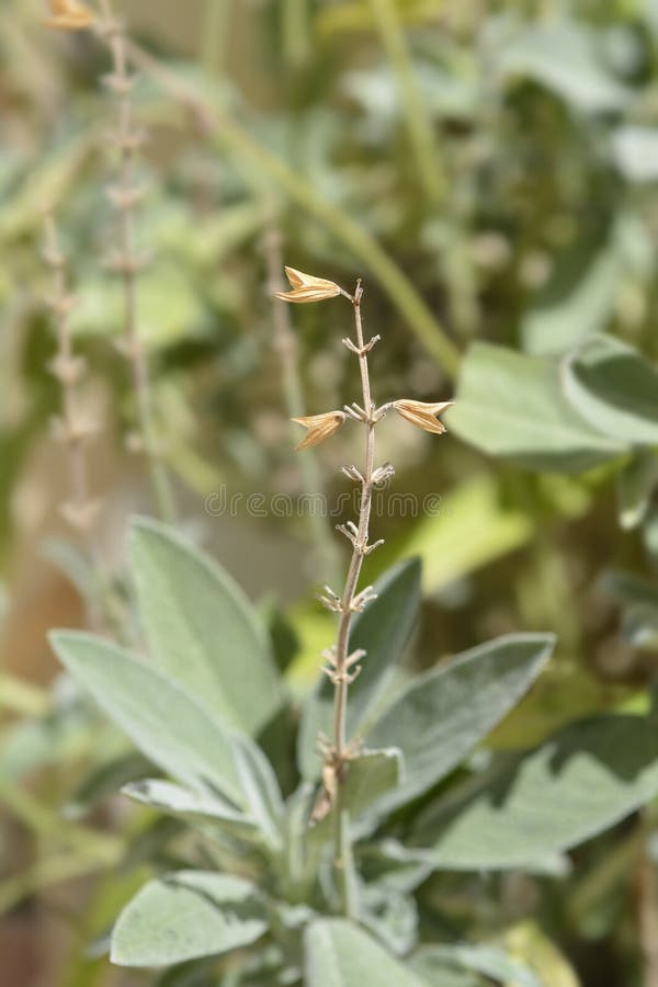 Common sage stock photo. Image of common, name, sage - 334923114