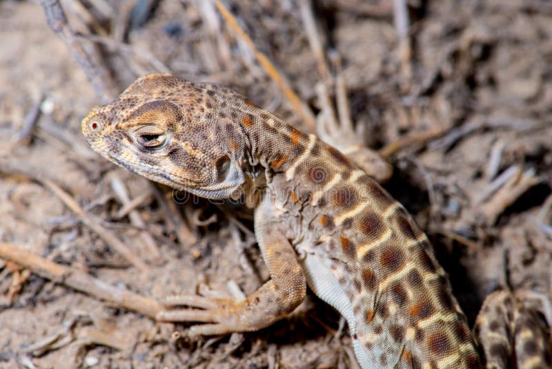 Common Sagebrush Lizard, Sceloporus Graciosus, on Rock, Zion National ...