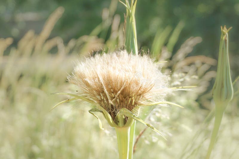 Common Salsify / Tragopogon Porrifolius / Purple Salsify, Oyster Plant ...