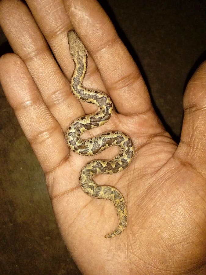 Common Sand Boa, Gongylophis Conucus, Non Venomous, Common, Saswad ...