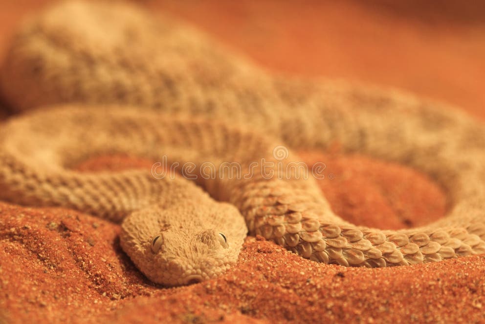 Common sand viper stock photo. Image of animal, reptile - 27872900