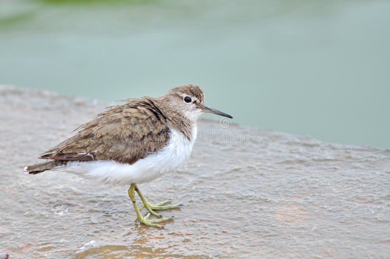 Common sandpiper stock image. Image of color, sandpiper - 26154257