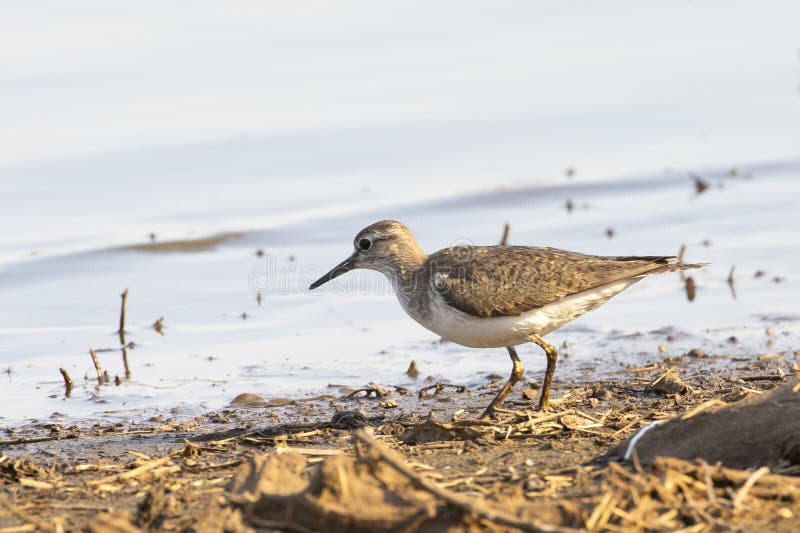 Common Sandpiper (Actitis Hypoleucos) Foraging at Sunset Stock Image ...