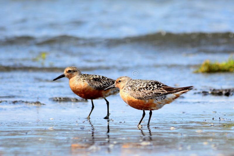 Common Sandpiper stock photo. Image of animals, natural - 43502710