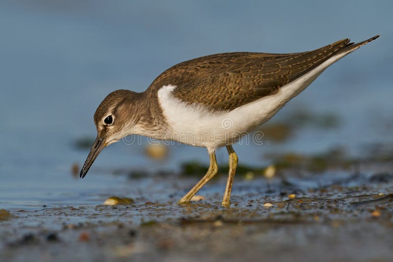 Common Sandpiper Actitis Hypoleucos Stock Photo - Image of sandpiper, wilderness: 213275152