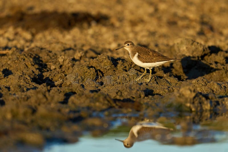 Common Sandpiper (Actitis Hypoleucos) Stock Photo - Image of wildlife ...