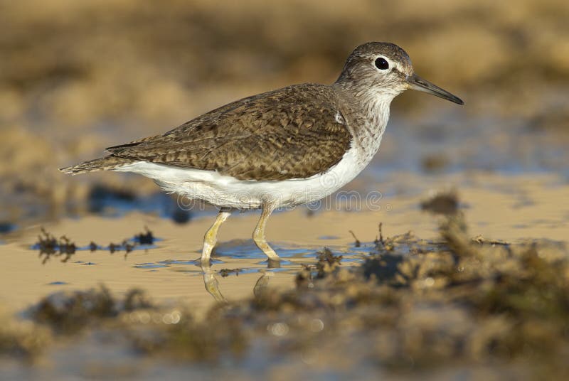 Common Sandpiper - Actitis Hypoleucos Stock Image - Image of calidris, birds: 141979625