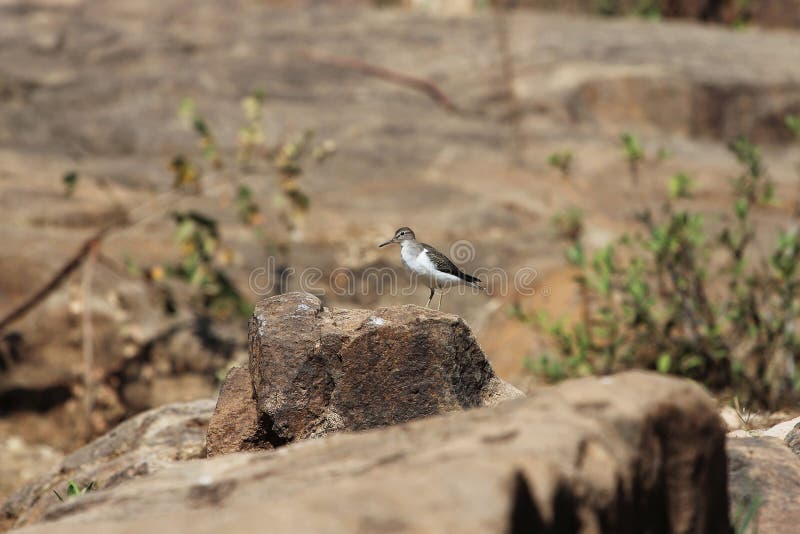 Common Sandpiper, Actitis Hypoleucos, on a Rock in East Africa Stock ...