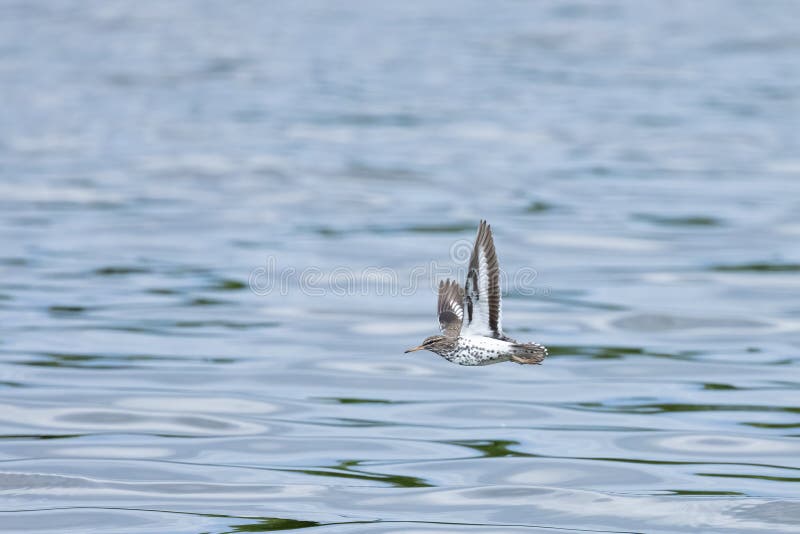 Common Sandpiper Bird Flying Over the Lake Stock Image - Image of ...