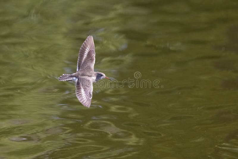 Common Sandpiper Bird Flying Over the Lake Stock Image - Image of ...