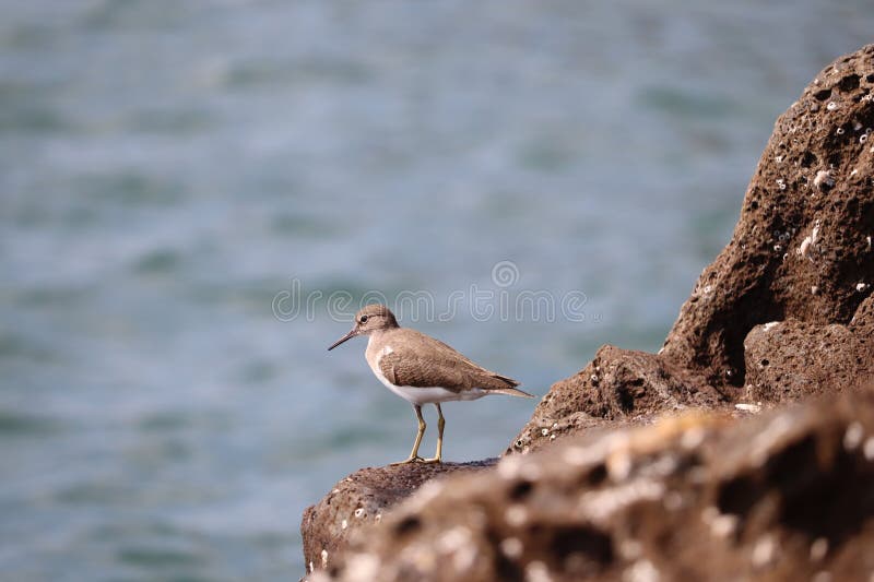 Common Sandpiper Bird Perching on the Seashore Stock Photo - Image of ...