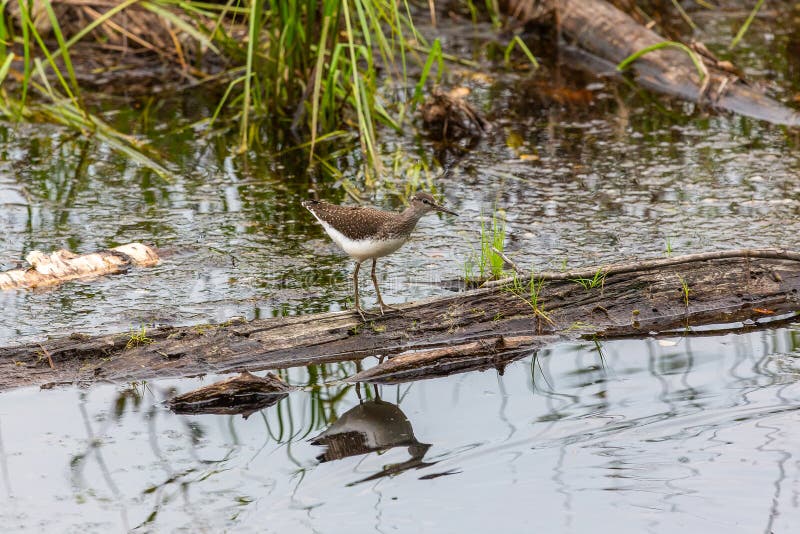 Bird in the river stock image. Image of small, flower - 103573965