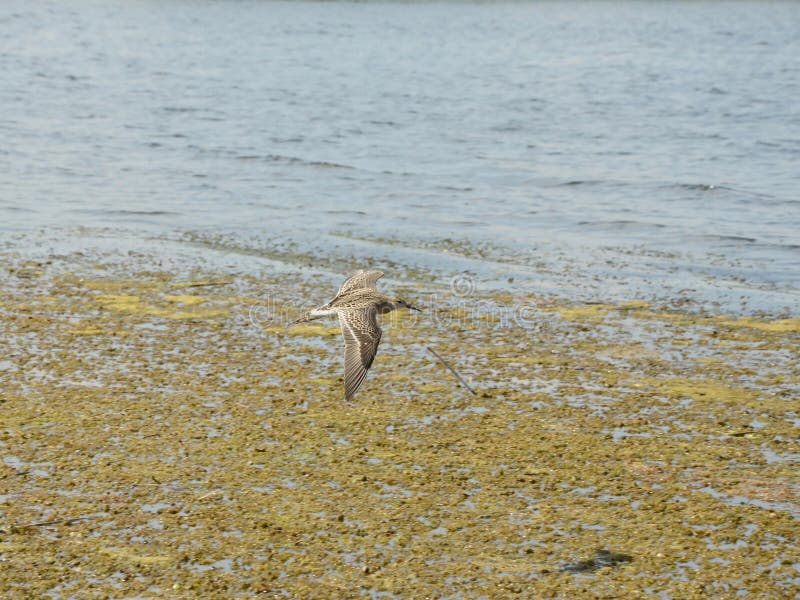 Common Sandpiper in Flight stock photo. Image of shore - 70730292